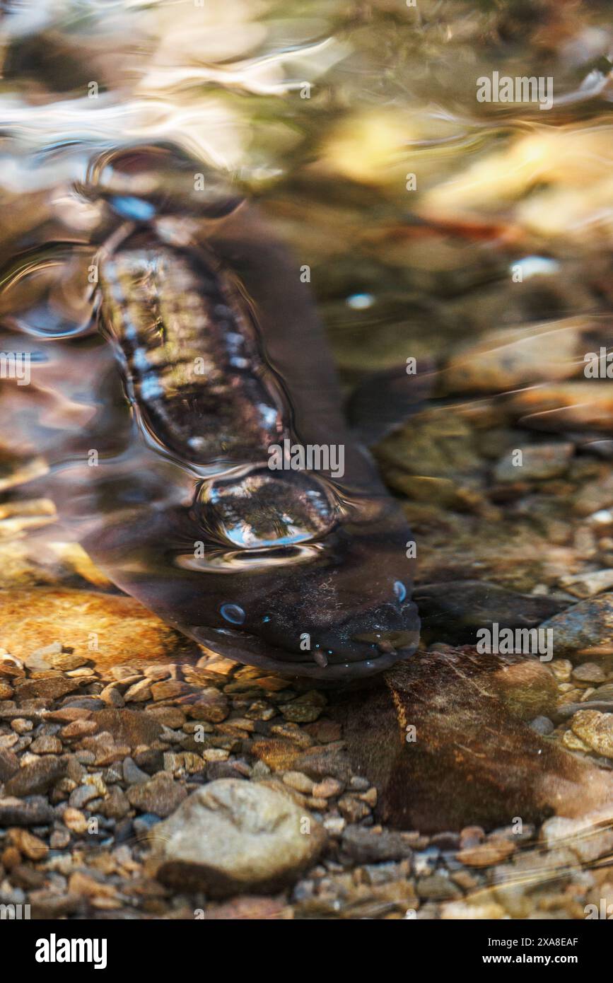 An image of a New Zealand Long Fin Eel swimming in a stream Stock Photo ...