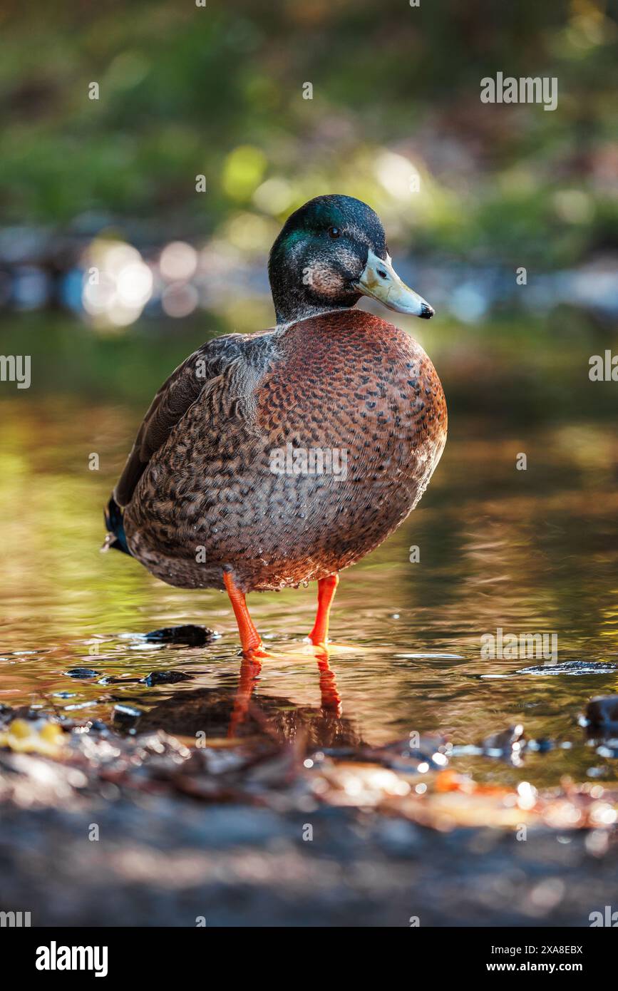 A photo of a Mallard Duck standing in a stream. The duck is a male so ...
