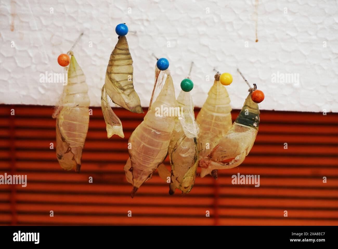 empty and full brown butterfly insect chrysalis Stock Photo - Alamy