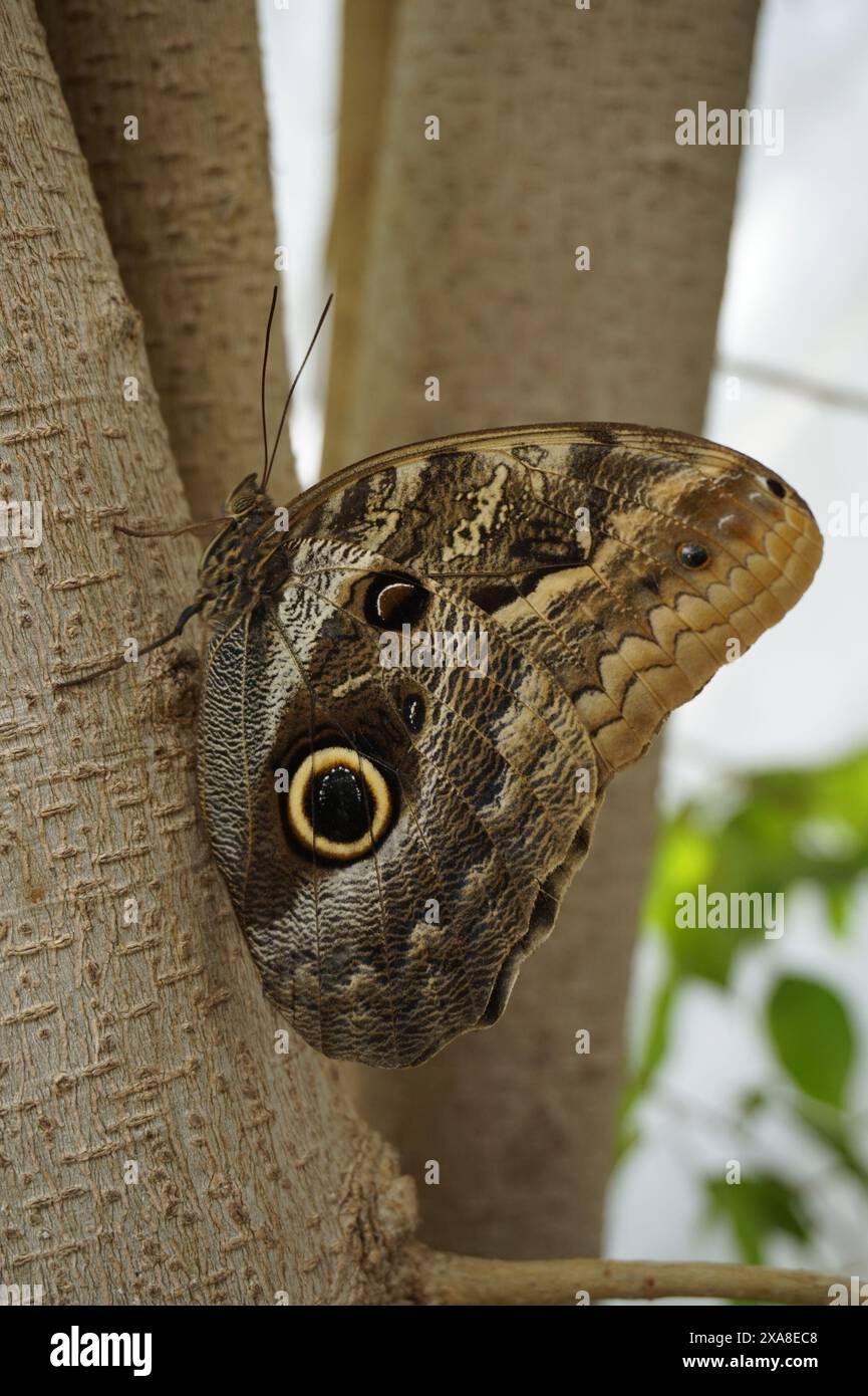 very nice brown butterfly in the tropical garden Stock Photo - Alamy