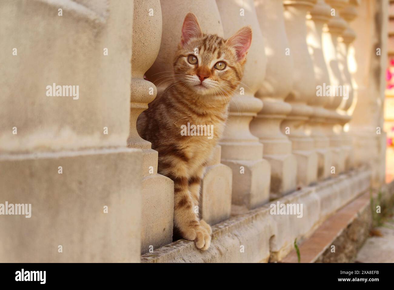 Domestic Cat. Ginger kitten (3 month old) stands between the columns of ...