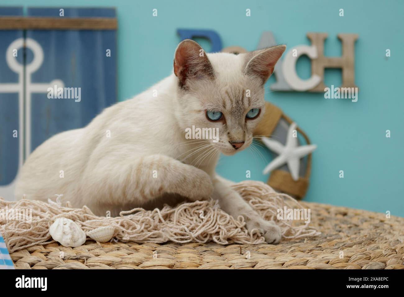 Domestic cat., Siamese mix (tabby point). Adult cat on a basket in ...
