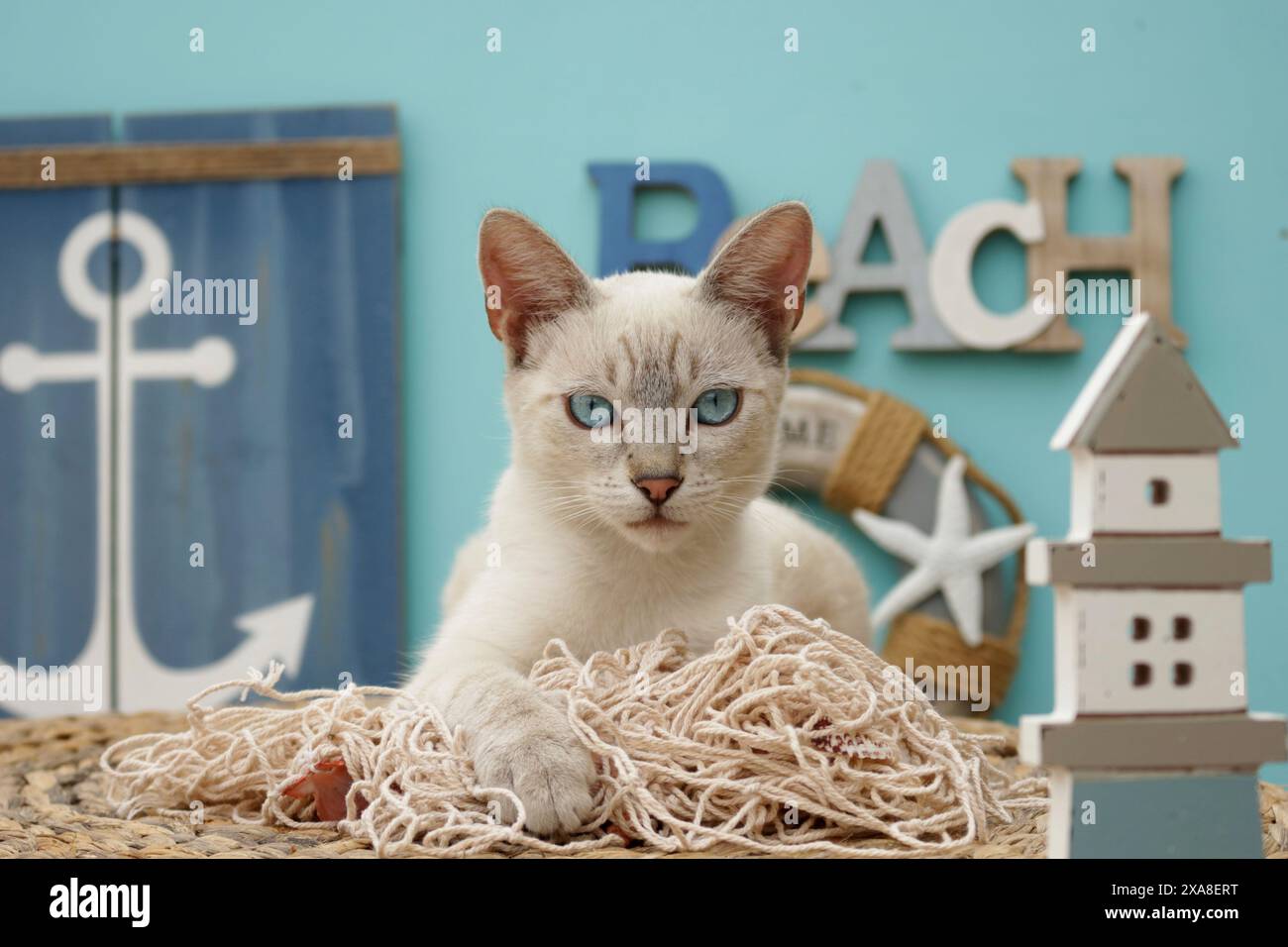 Domestic cat., Siamese mix (tabby point). Adult cat on a basket in ...