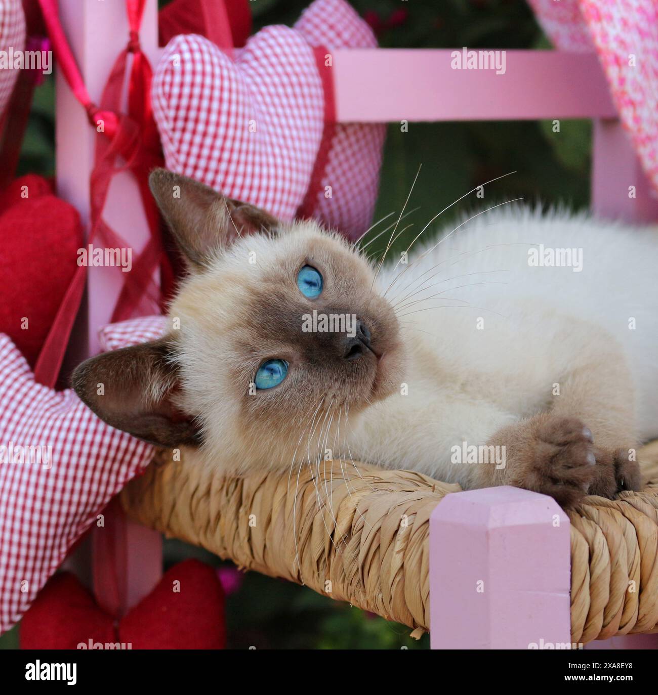 Siamese Cat/Thai Cat. Kitten (7 weeks old, seal point) lying on a ...