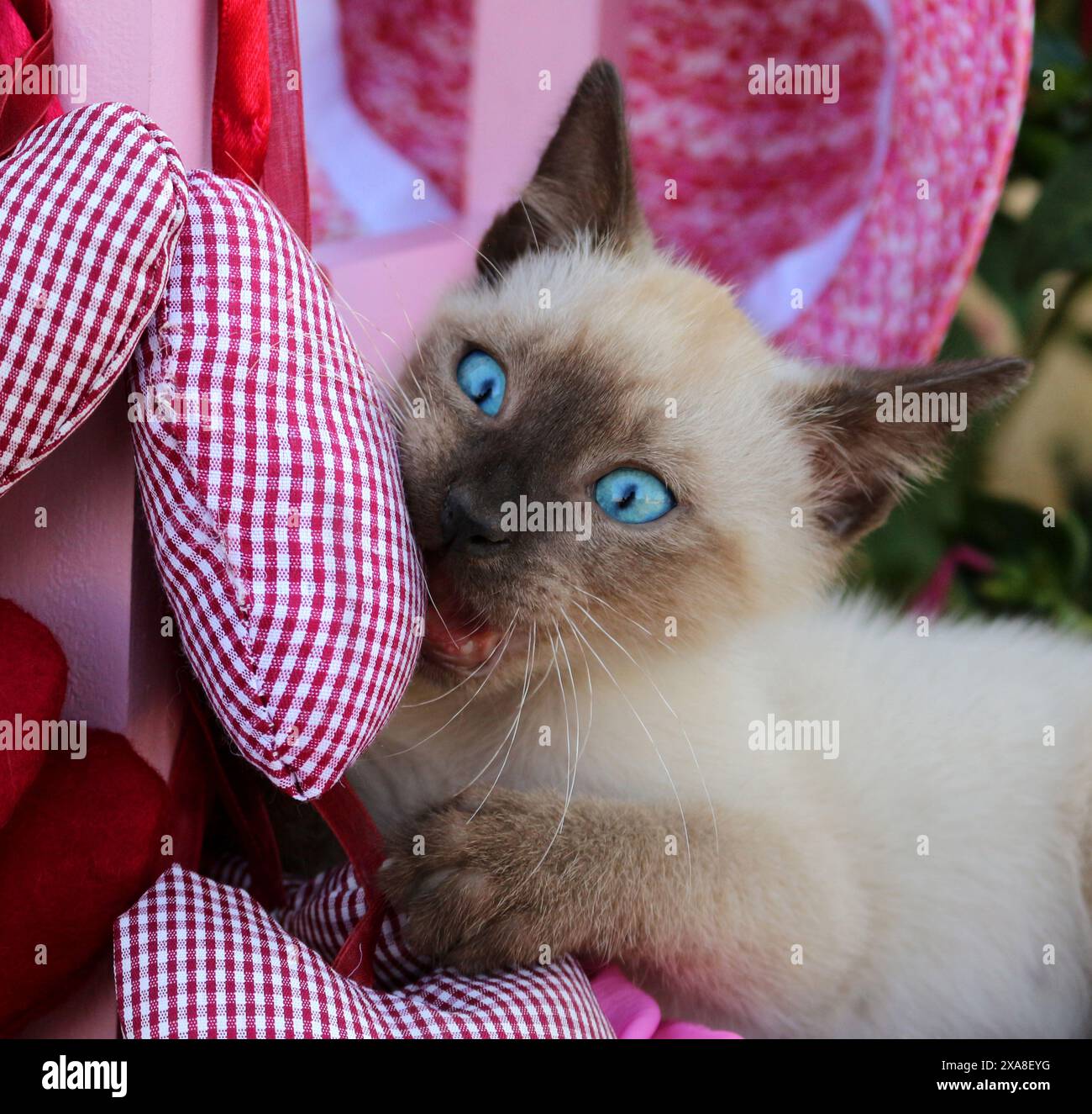 Siamese Cat/Thai Cat. Kitten (7 weeks old, seal point) playing on a ...