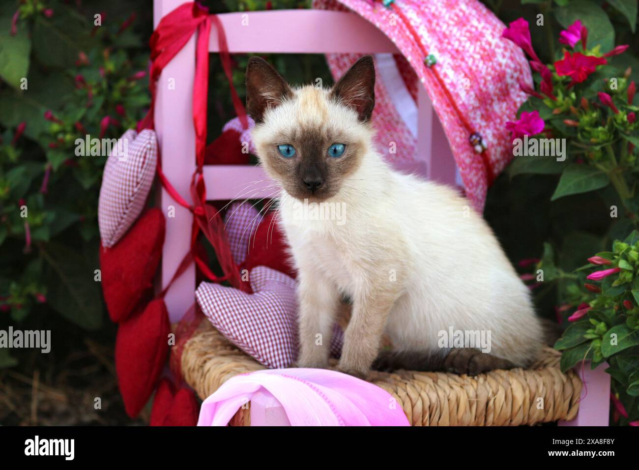 Siamese Cat/Thai Cat. Kitten (7 weeks old, seal point) sitting on a little chair in the garden ...
