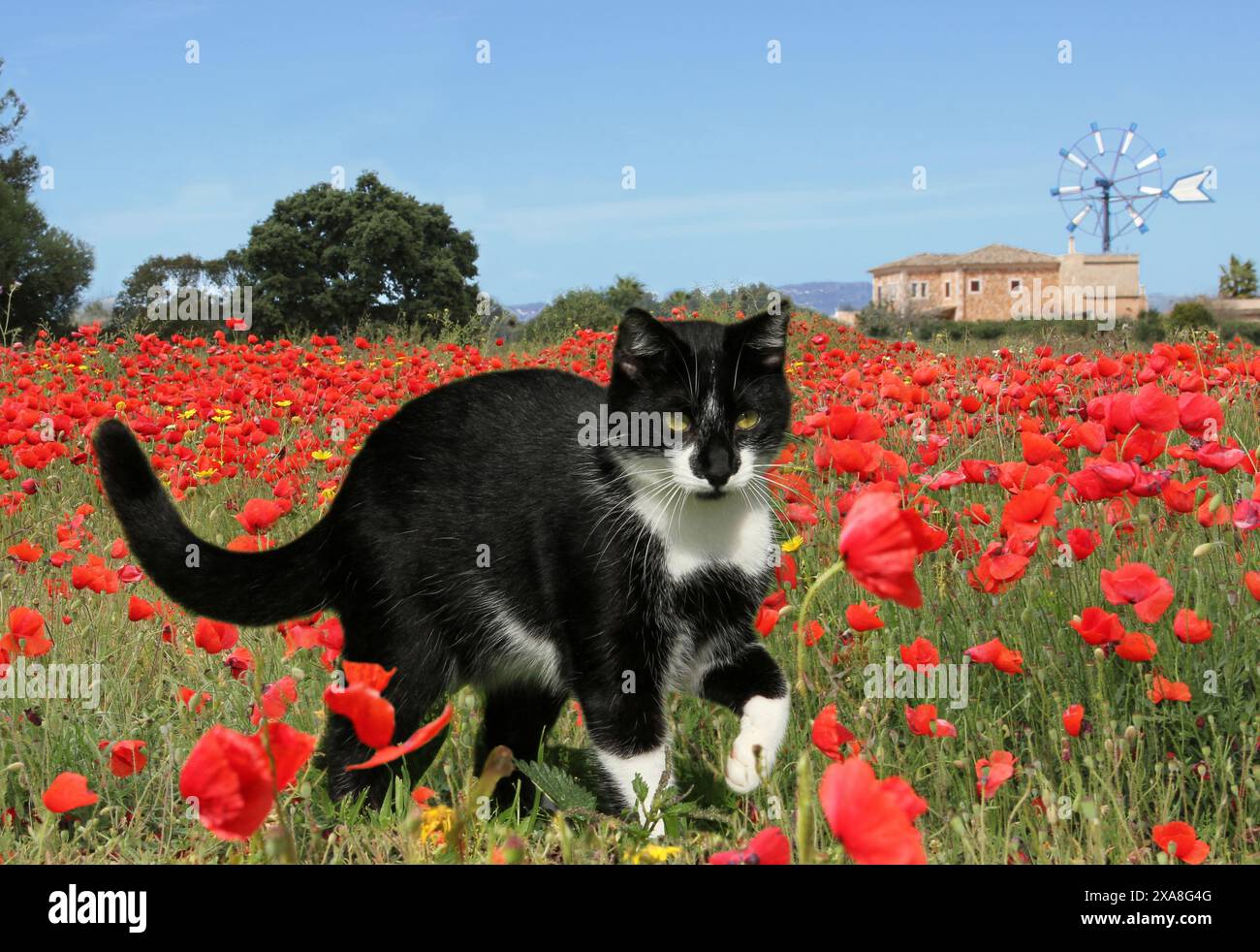 Domestic cat. Black-and-white cat walking in a meadow with Poppy ...