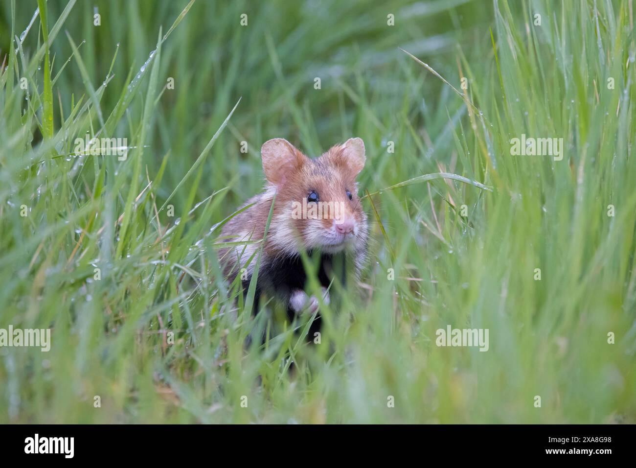 Common Hamster (Cricetus cricetus) in a wet meadow. Austria Stock Photo ...