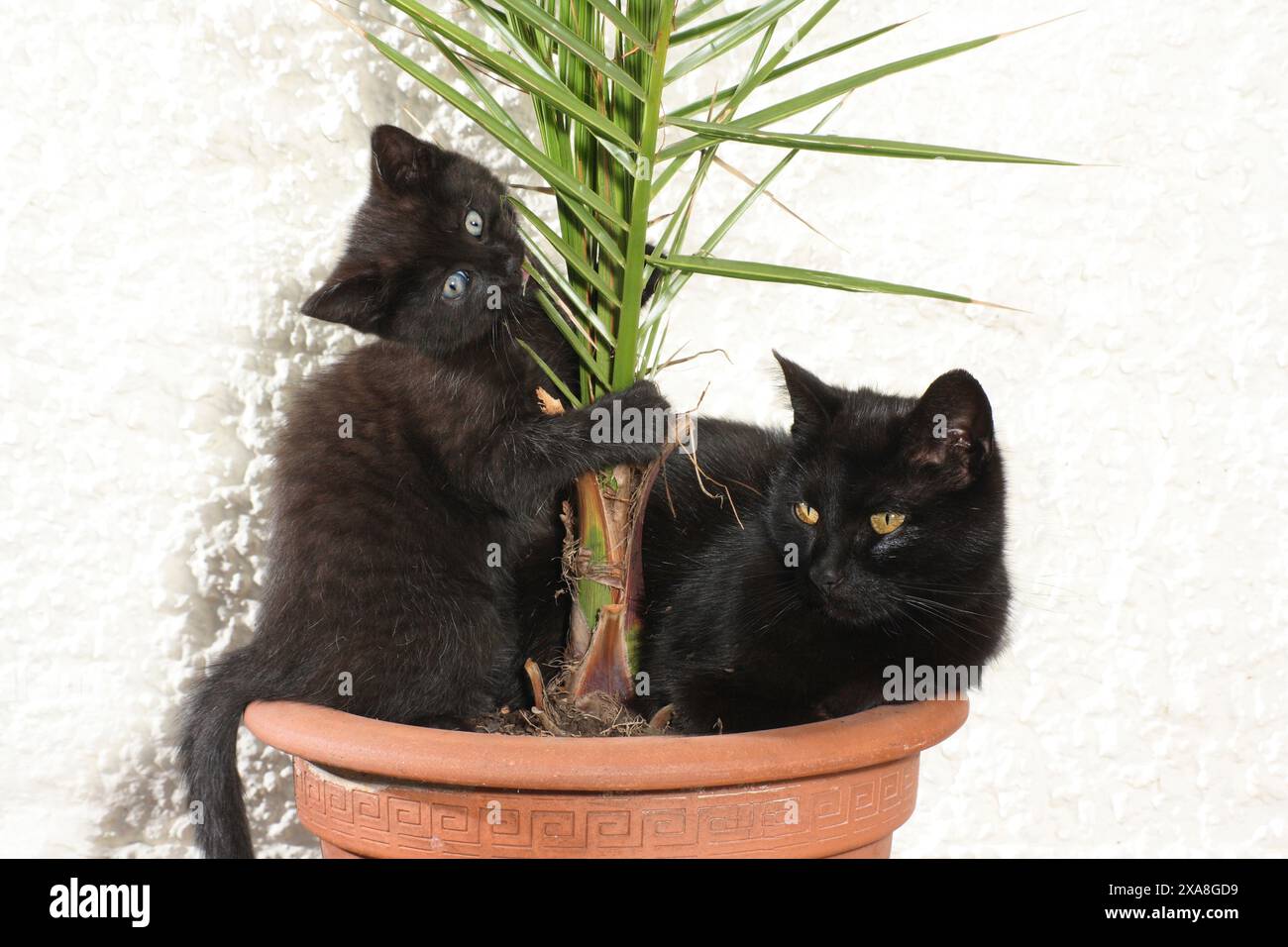 Domestic cat. Domestic cat. Two black kittens in a bucket. of a palm ...