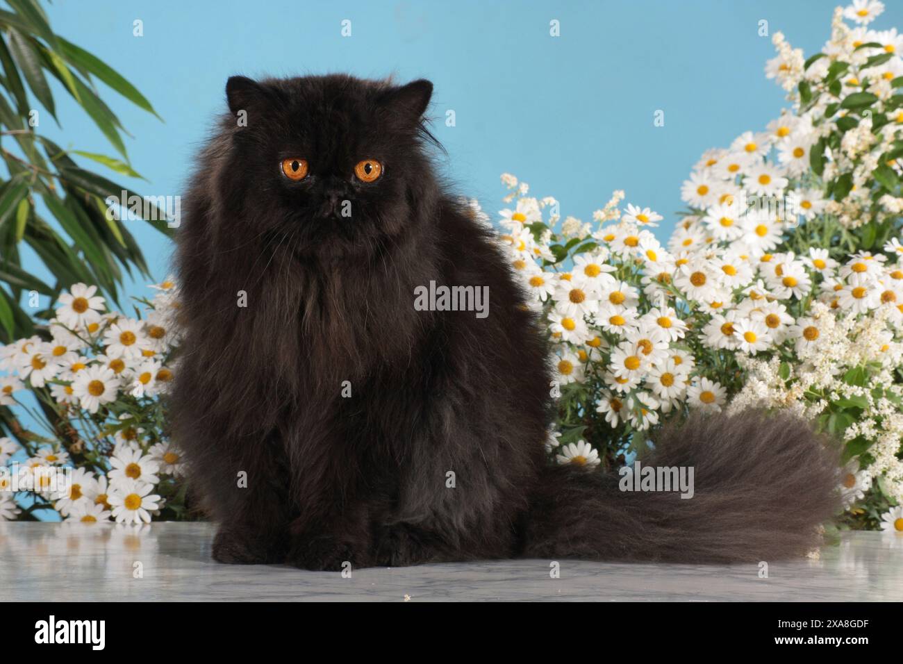 Persian cat. Black cat with amber eyes sitting in front of flowering ...