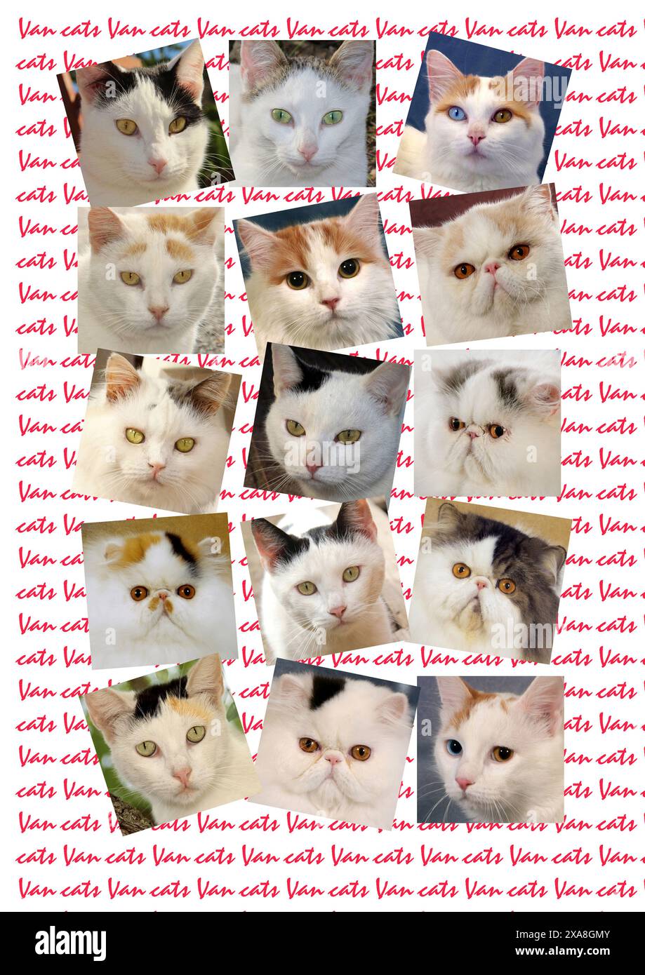 Domestic cat. Portraits of cats with Van pattern on writing Stock Photo ...