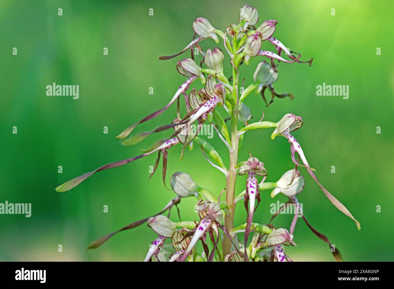 The Lizard Orchid (Himantoglossum hircinum). Single flowers at the top ...