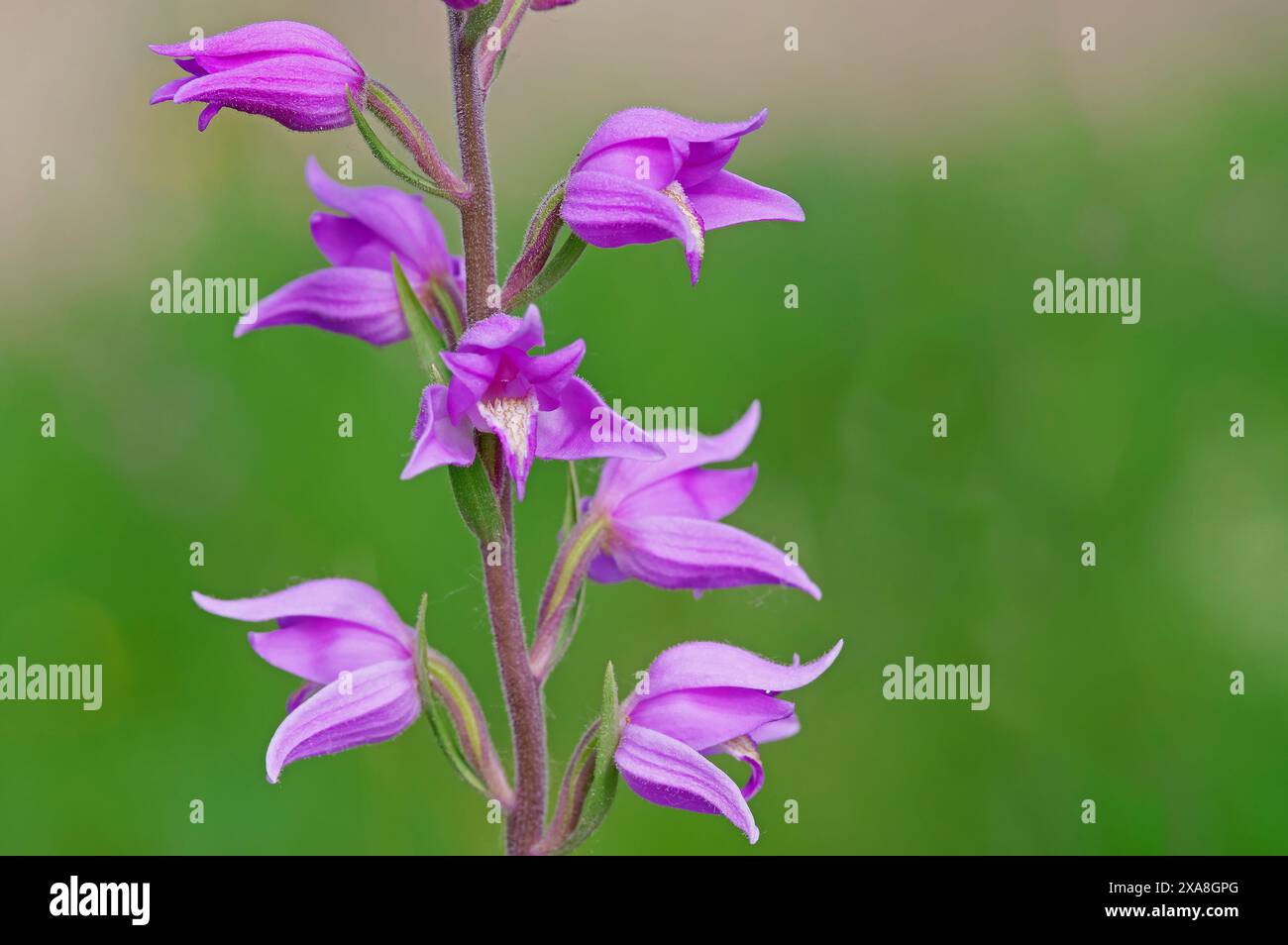 Red Helleborine ((Cephalanthera rubra), flowering. A native orchid that ...