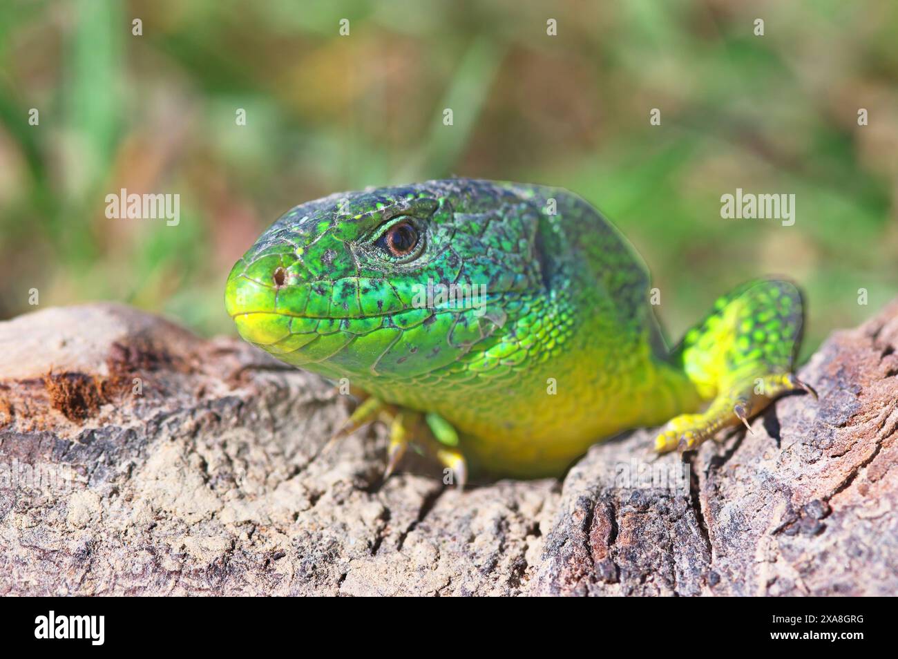 Green Lizard, Emerald Lizard (Lacerta viridis) on the root of a vine ...
