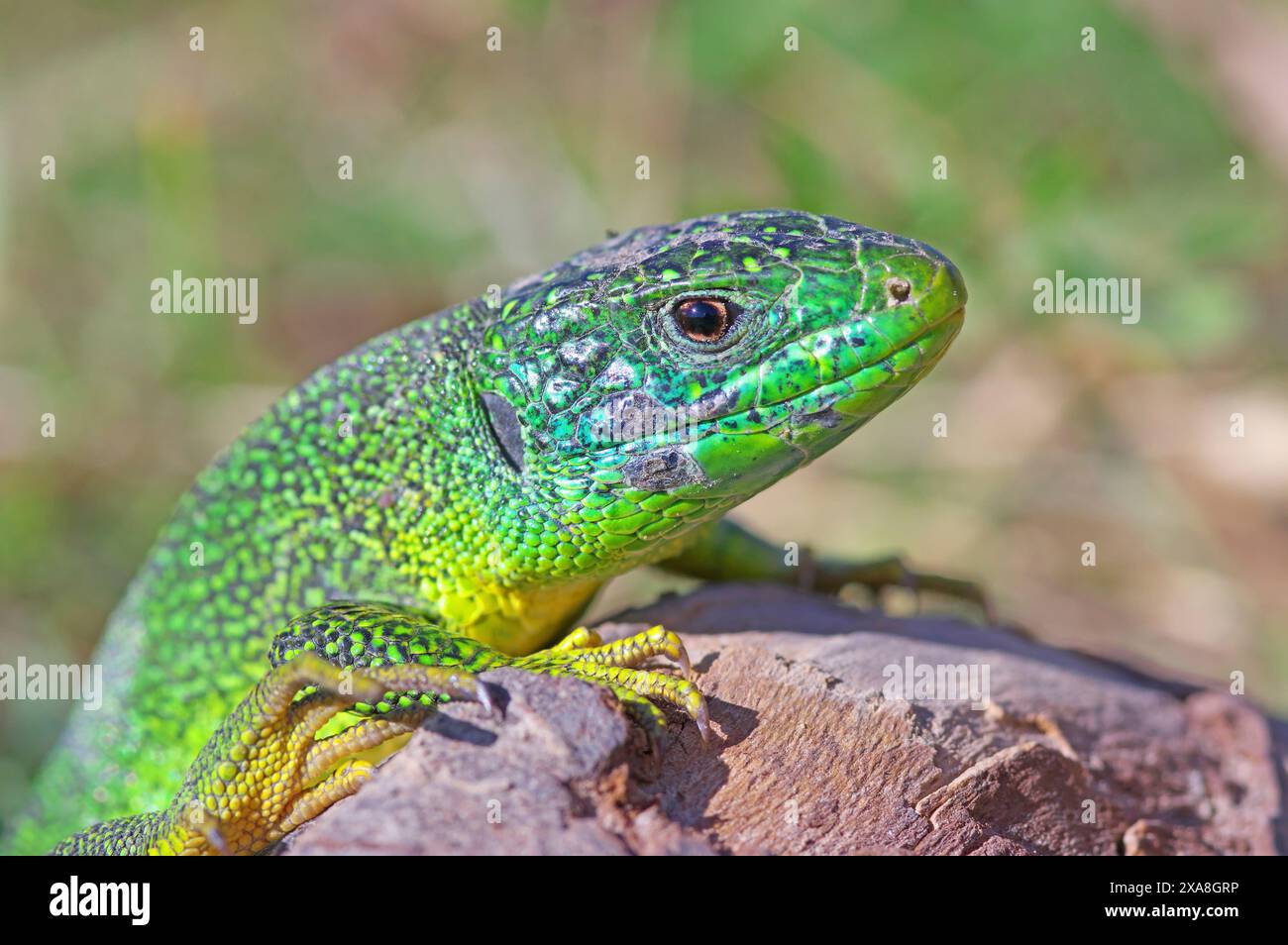 Green Lizard, Emerald Lizard (Lacerta viridis) on the root of a vine ...
