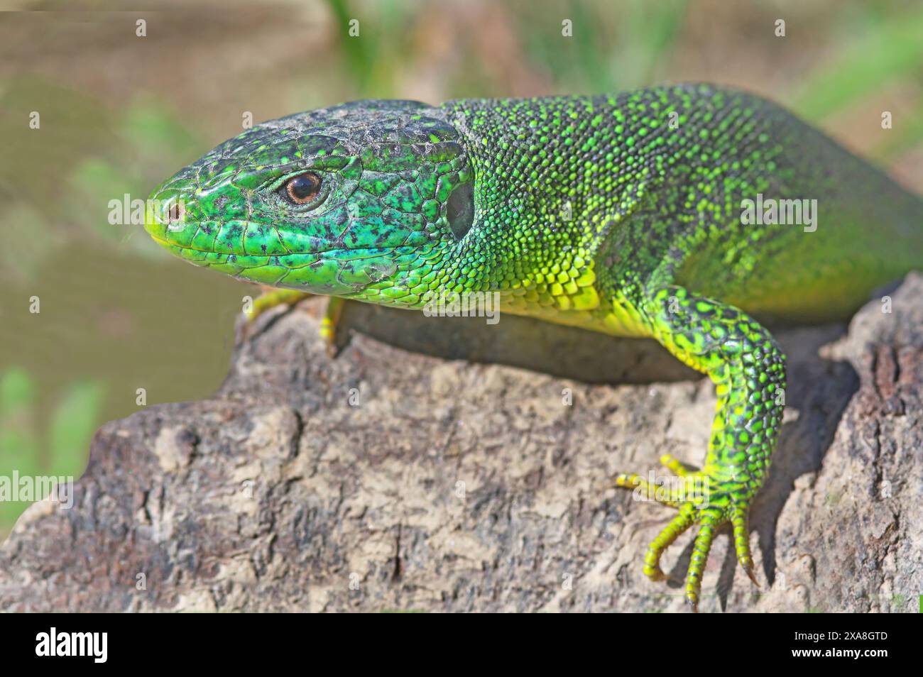 Green Lizard, Emerald Lizard (Lacerta viridis) on the root of a vine ...