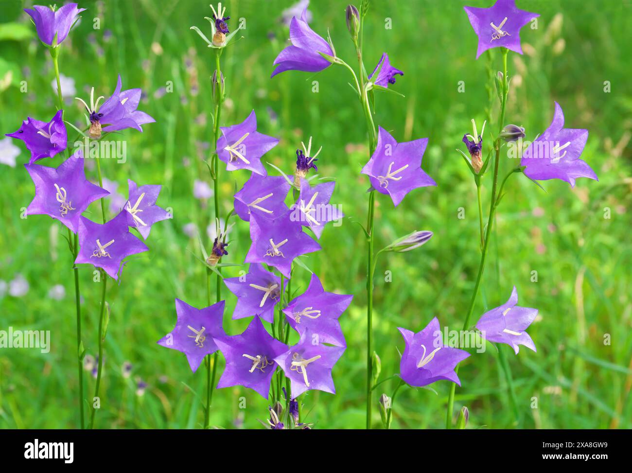 Scottish Bluebell (Campanula rotundifolia), flowering plants. Germany ...