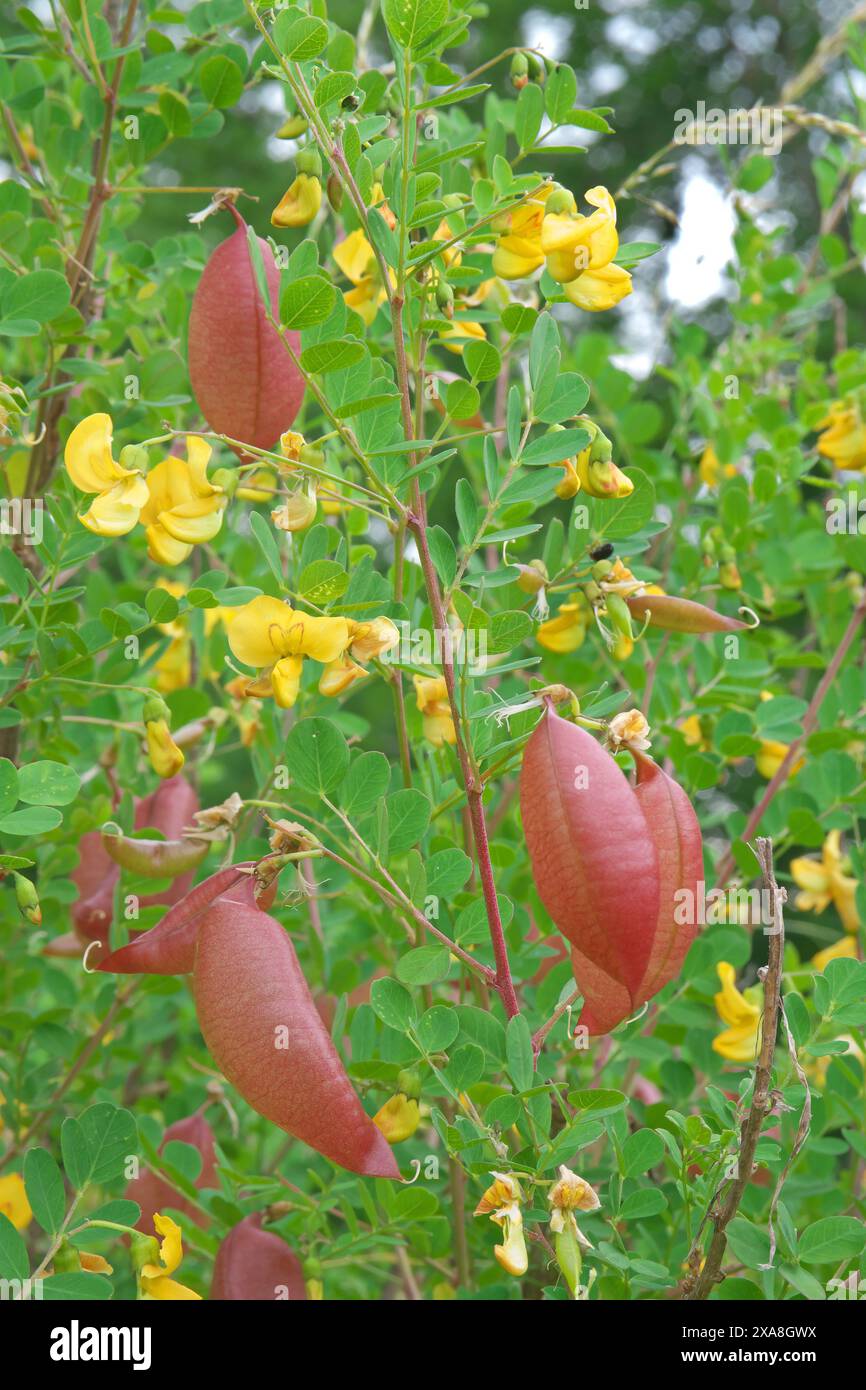 Shrub europe hi-res stock photography and images - Alamy