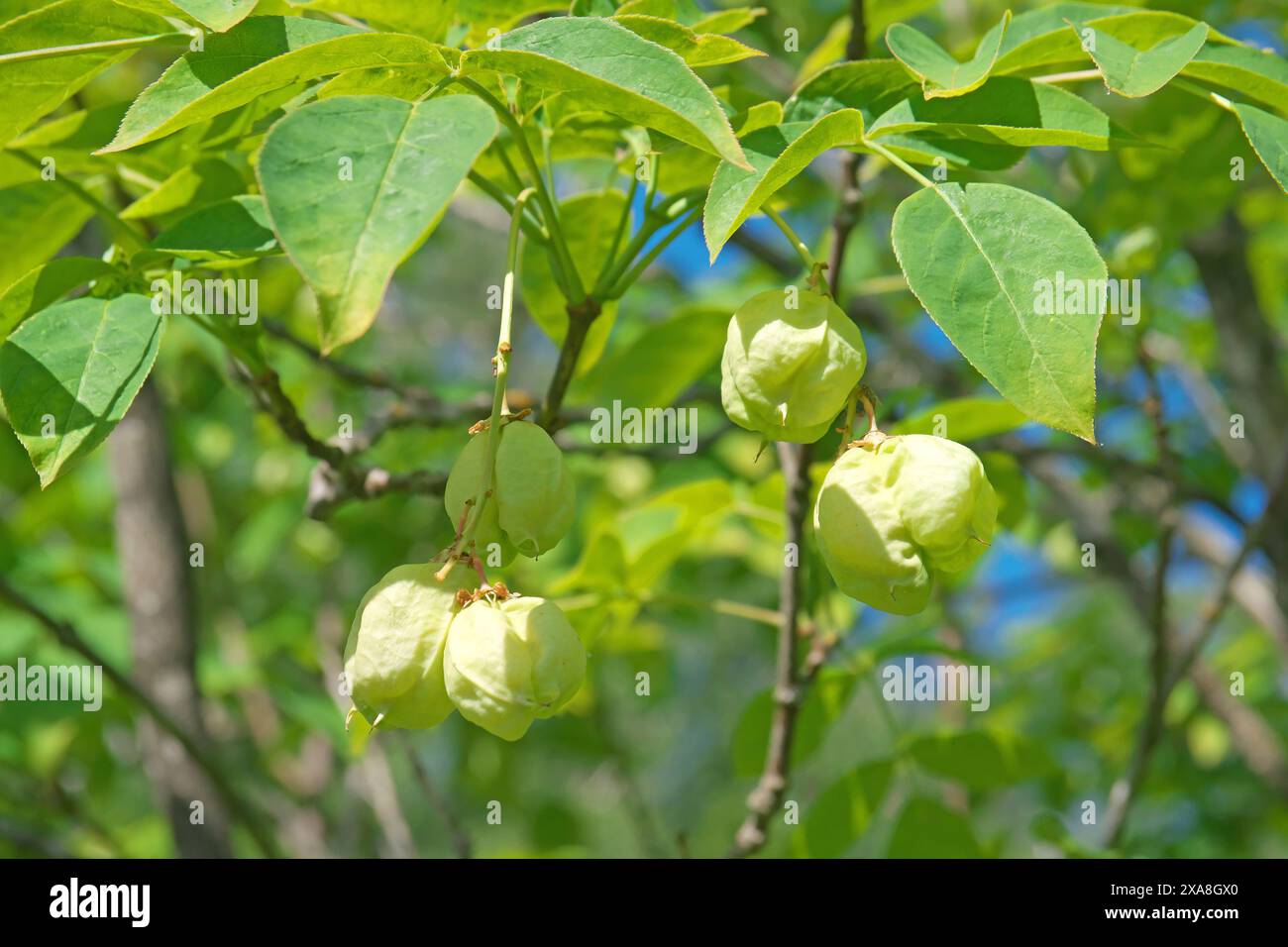 Bladdernut, European Bladdernut (Staphylea pinnata). Twig with fruit ...