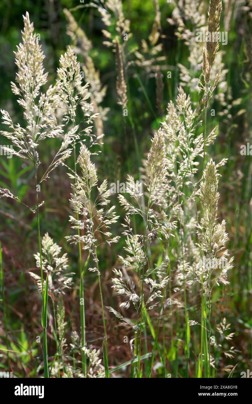 Poa pratensis hi-res stock photography and images - Alamy