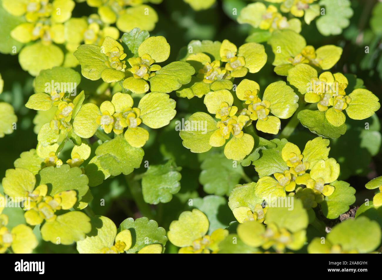 Alternate-leaved Golden Saxifrage (Chrysosplenium alternifolium ...
