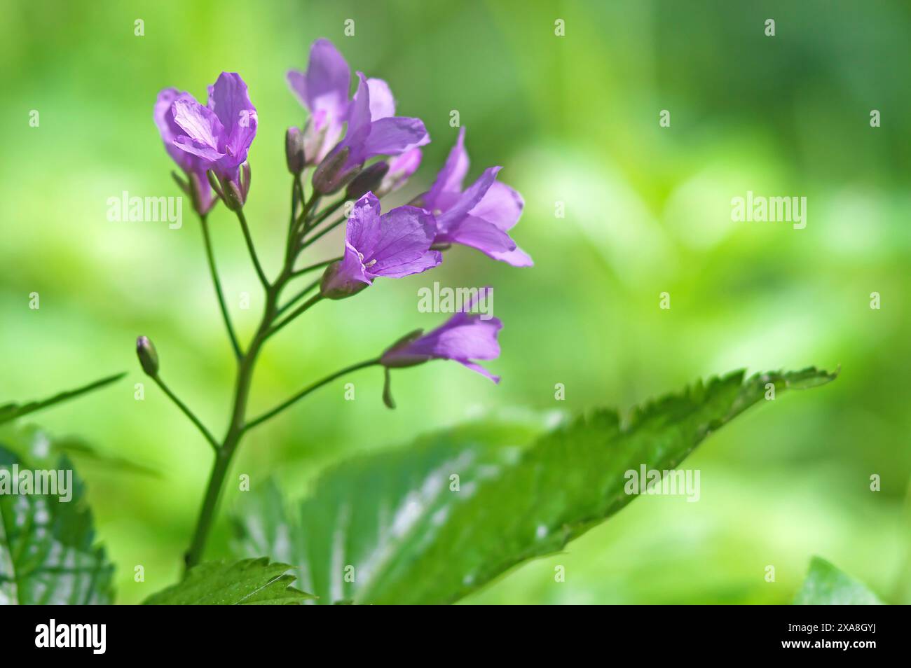Five-leaflet Bitter-Cress, Showy Toothwort (Cardamine pentaphyllos ...