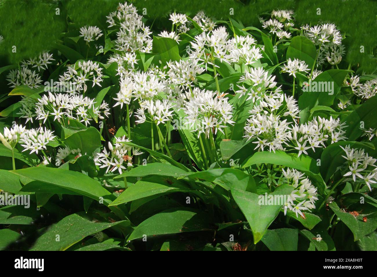 Ramsons, Wood Garlic (Allium ursinum). Flowering plant on a forest ...