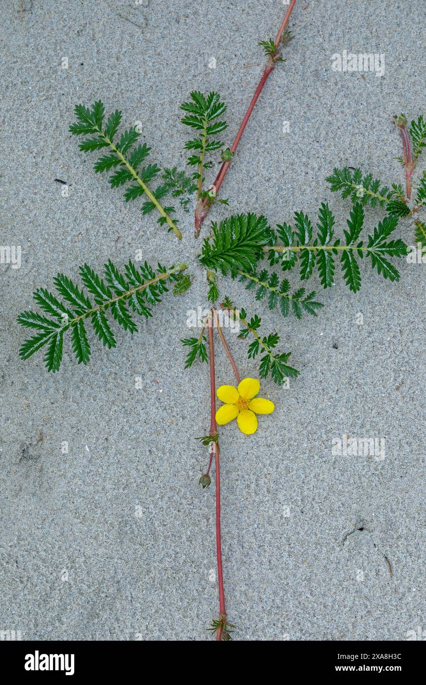 Goose Grass, Silverweed, Wild Tansy (Potentilla anserina), flowering ...