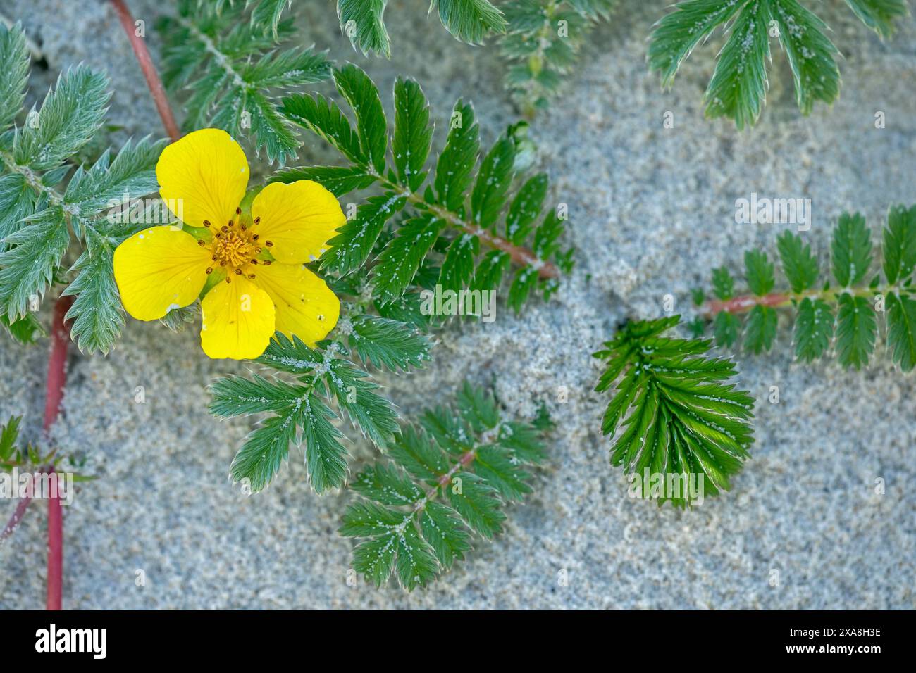 Goose Grass, Silverweed, Wild Tansy (Potentilla anserina), flowering ...