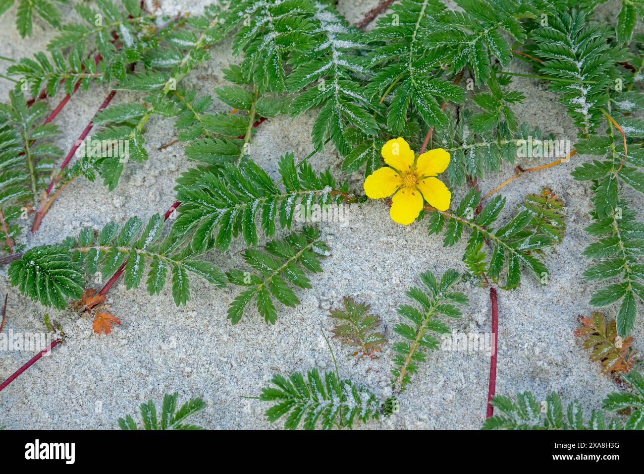 Goose Grass, Silverweed, Wild Tansy (Potentilla anserina), flowering ...
