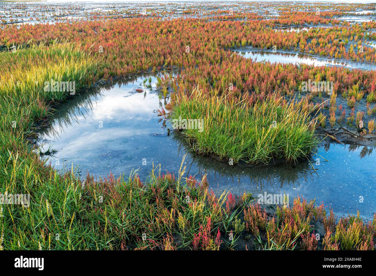Salt marsh with Common Glasswort (Salicornia europaea) and Common ... Salt marsh with Common Glasswort (Salicornia europaea) and Common ...