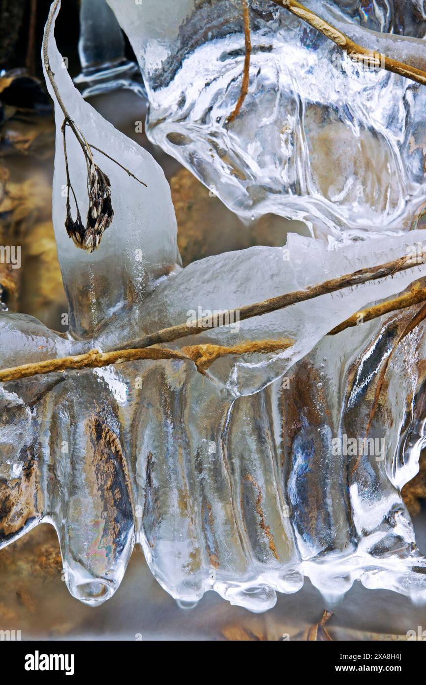 Iced twigs hi-res stock photography and images - Alamy