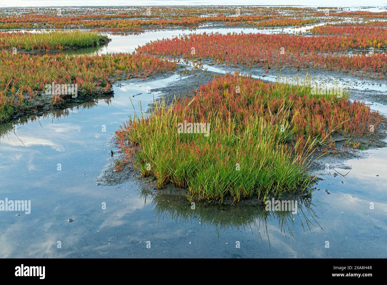 Salicornia salt marsh hi-res stock photography and images - Alamy