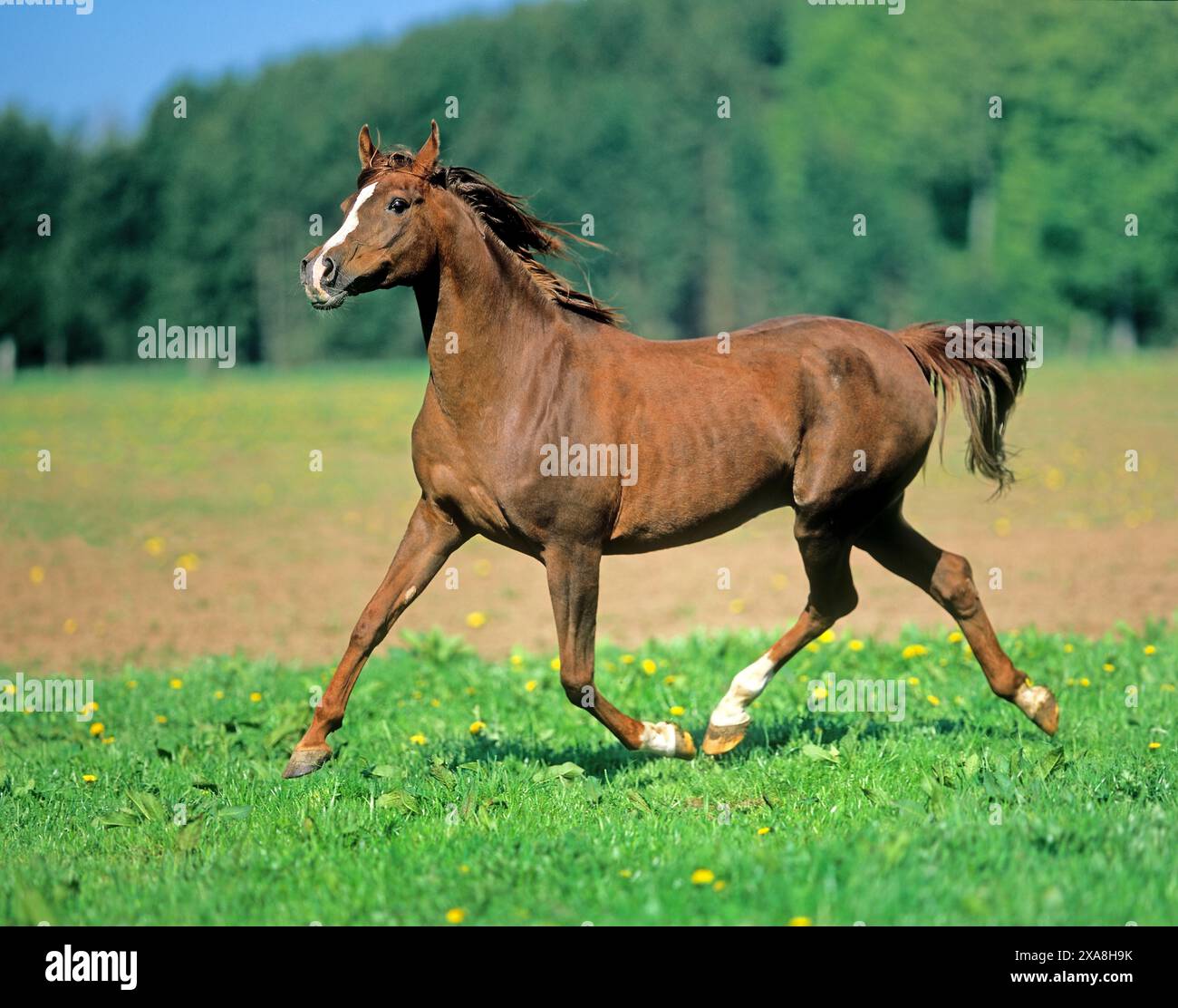 Purebred Arabian Horse, Arab Horse. Mare in a trot on a meadow. Germany ...
