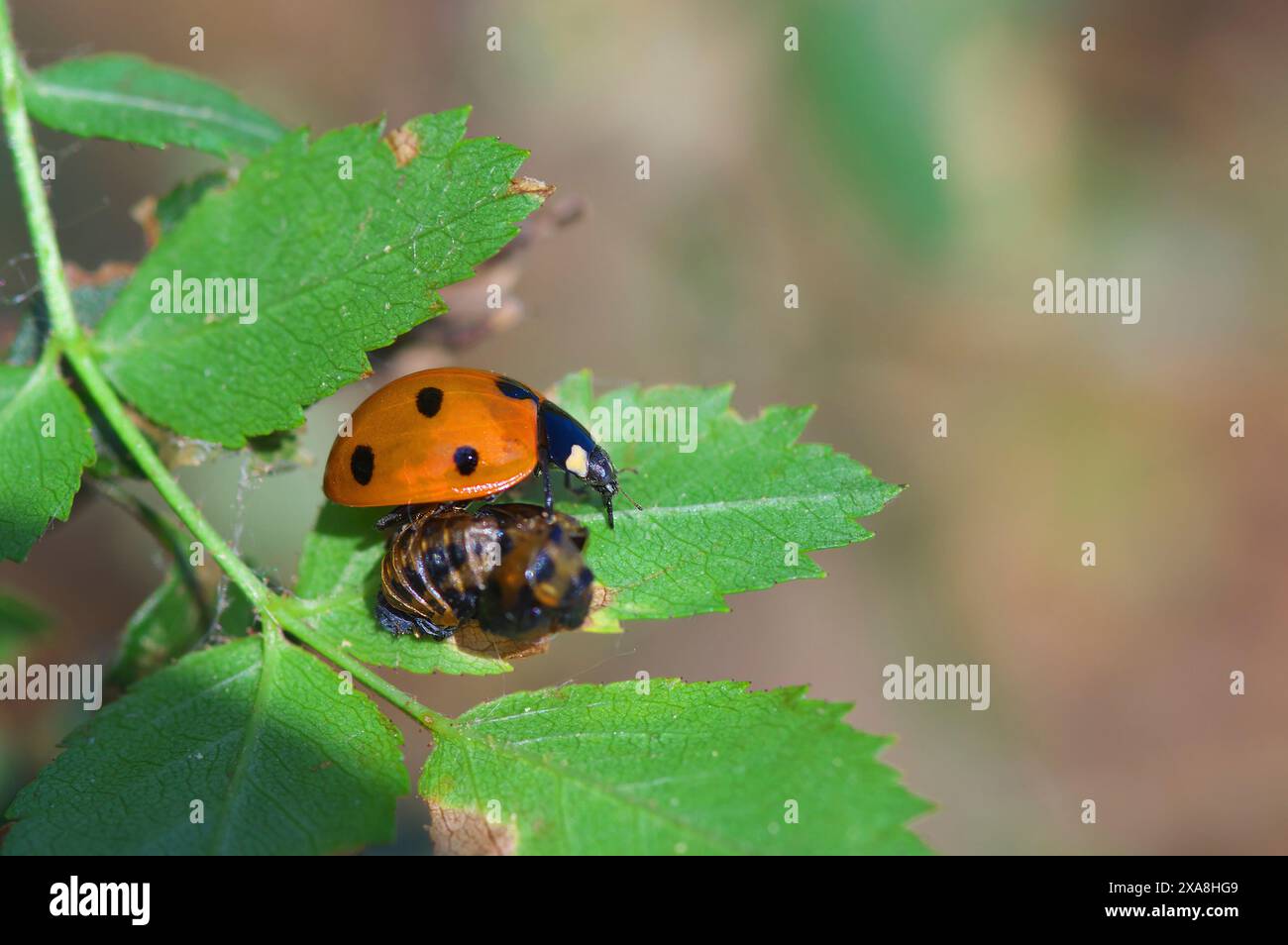 Seven-spot Ladybird, Sevenspot Ladybird, 7-spot Ladybird (Coccinella ...