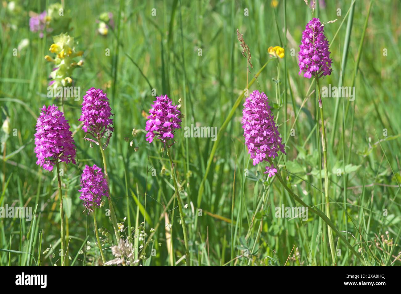 Pyramidal Orchid (Anacamptis pyramidalis). Flowering plants on a meadow ...