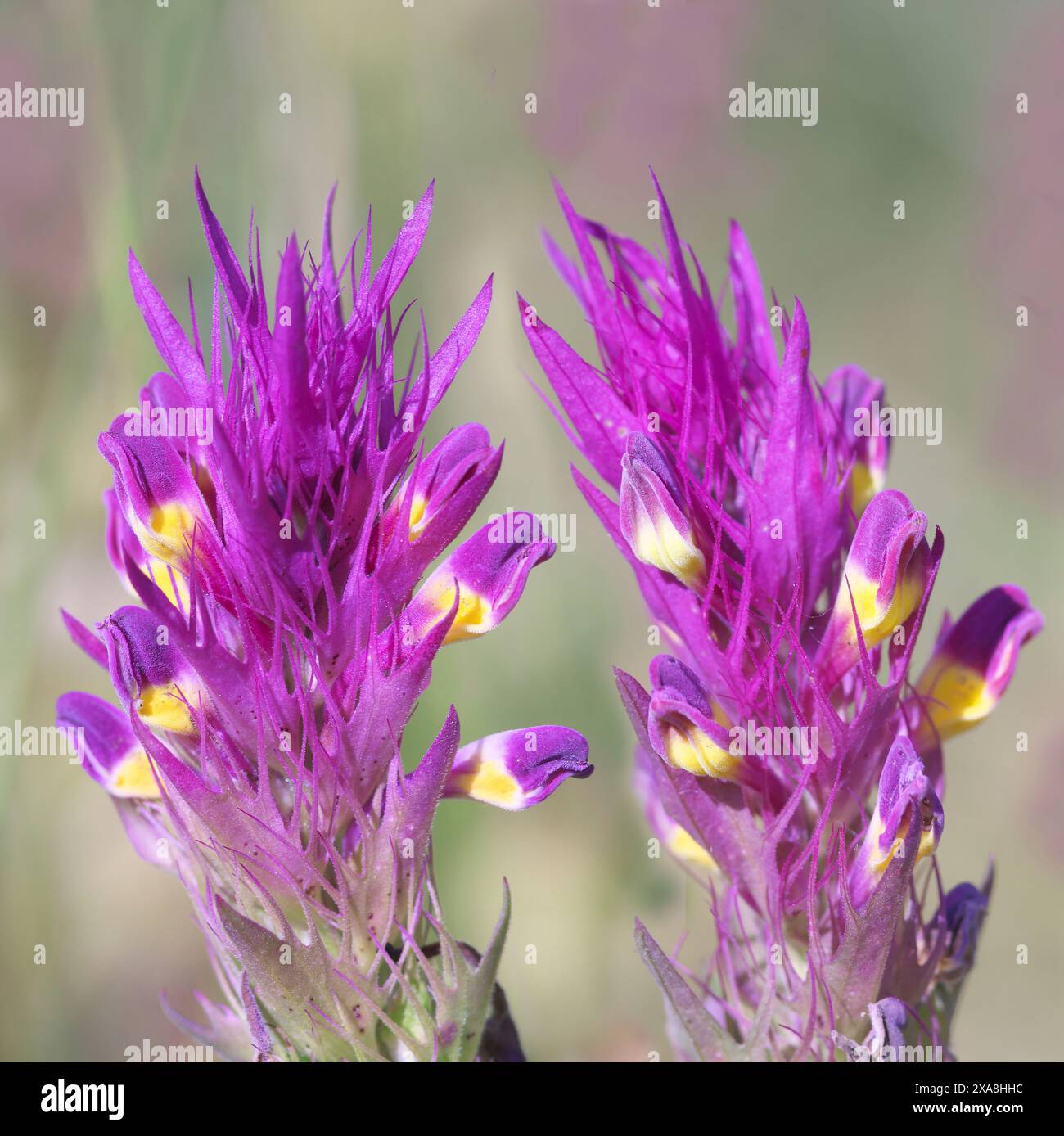 Field Cow-wheat (Melampyrum arvense), inflorescences Germany Stock ...