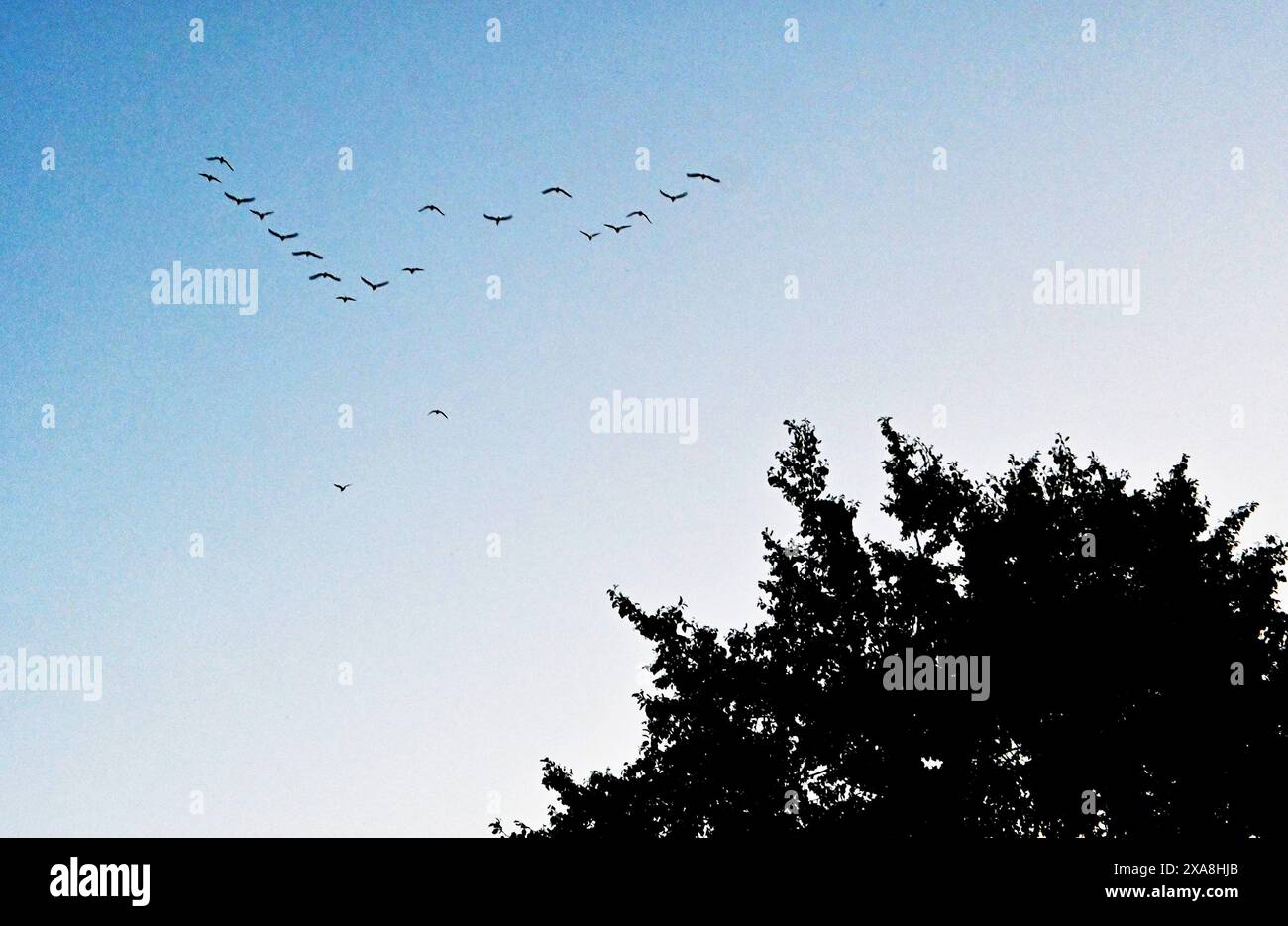 formation of birds in evening sky Stock Photo - Alamy