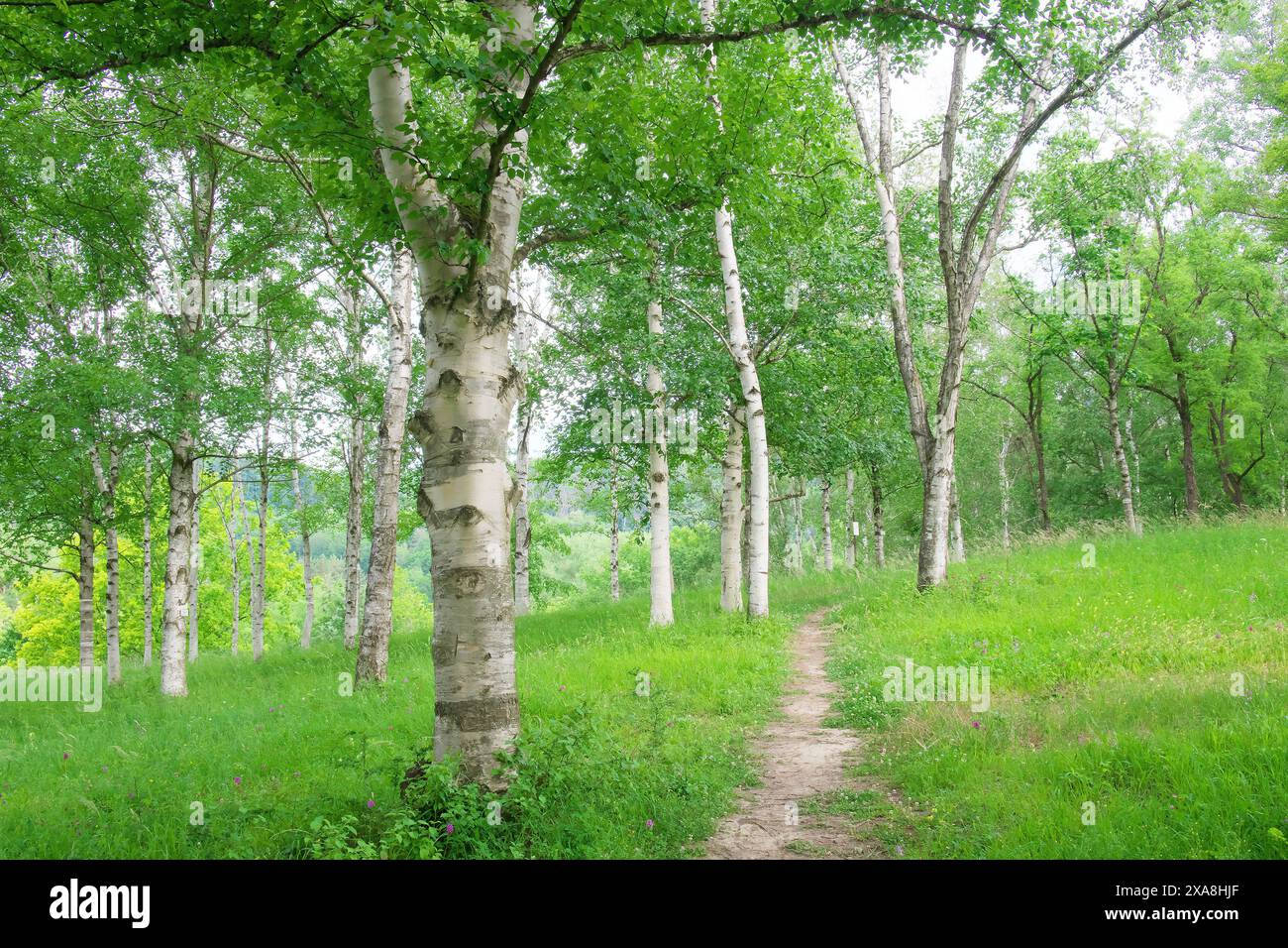 Paper Birch Tree (Betula papyrifera) in an arboretum. Germany Stock ...