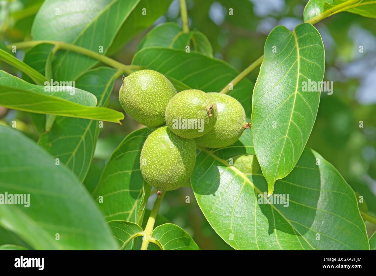English Walnut, Persian Walnut (Juglans regia), showing leaves and ...
