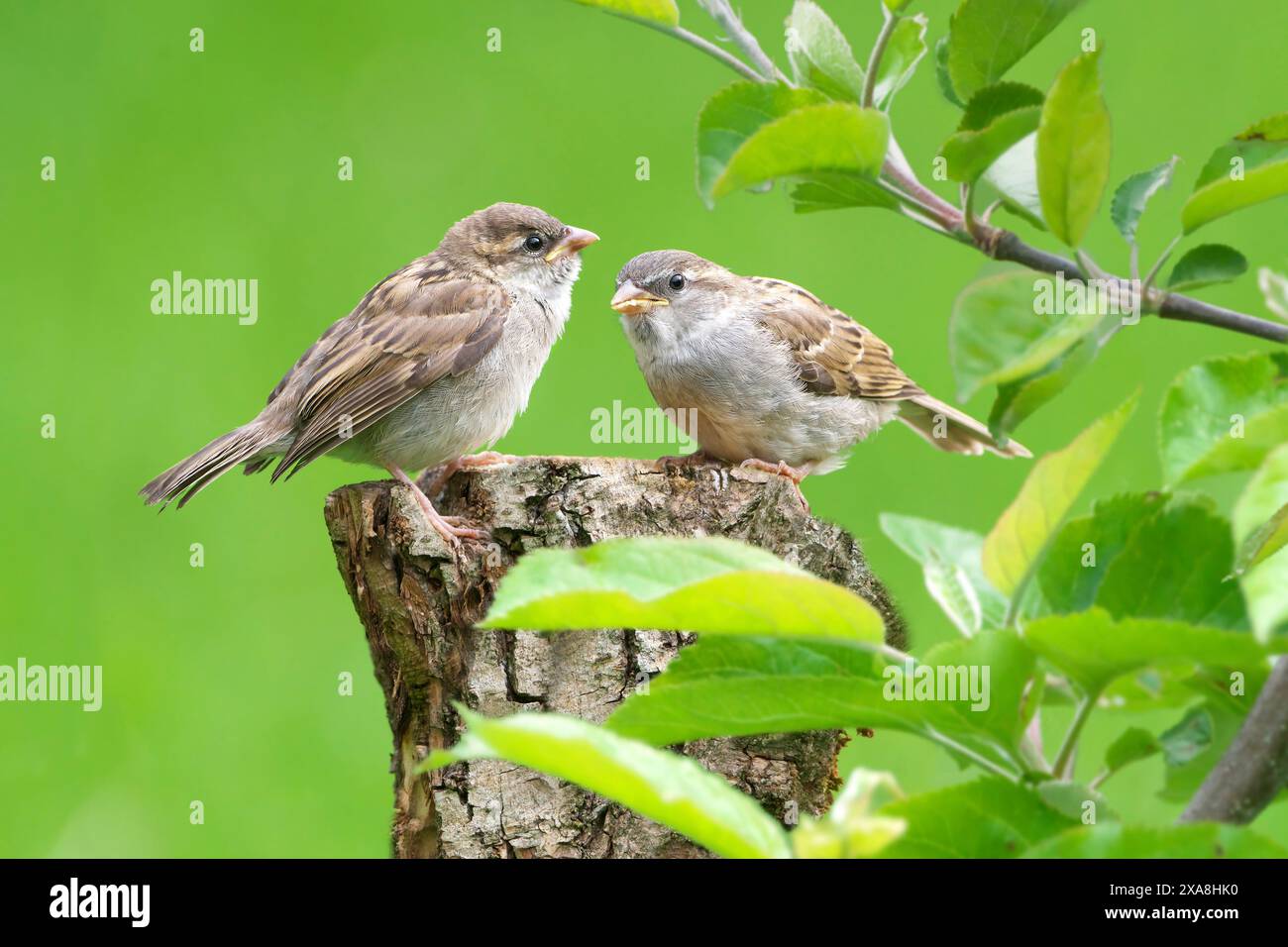 House Sparrow (Passer domesticus). Two fledglings on an tree stump in ...