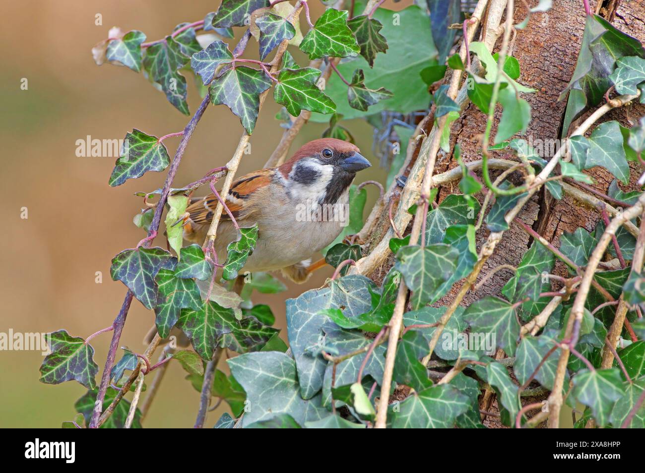Tree Sparrow (Passer montanus) surrounded by ivy vines on an old tree ...