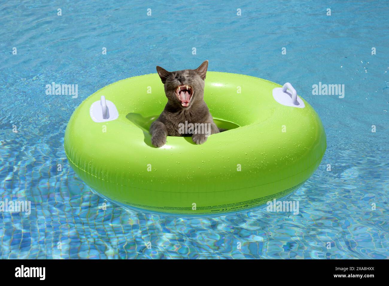 A blue house cat in a green life belt in a swimming pool Stock Photo ...