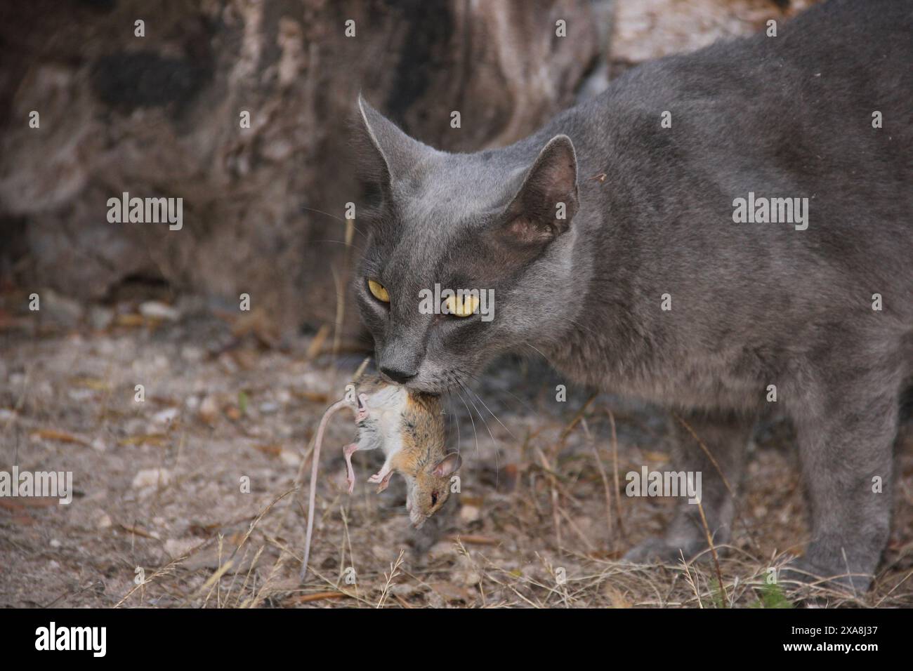 Blue domestic cat carrying mouse prey. Spain Stock Photo - Alamy