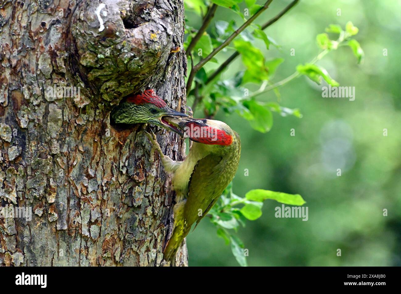 European Green Woodpecker (Picus viridis). Female feeding the young ...