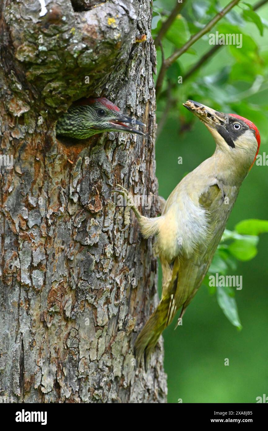 European Green Woodpecker (Picus viridis). Female brings plenty of food ...