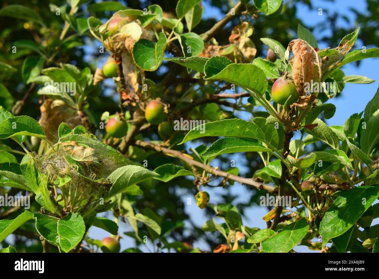 Codling Moth (Cydia pomonella). Caterpillar webs on an apple tree ...
