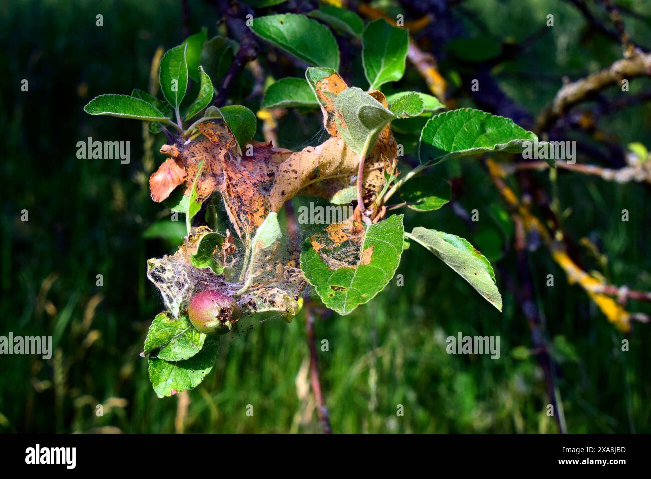 Codling Moth (Cydia pomonella). Caterpillar webs on an apple branch ...