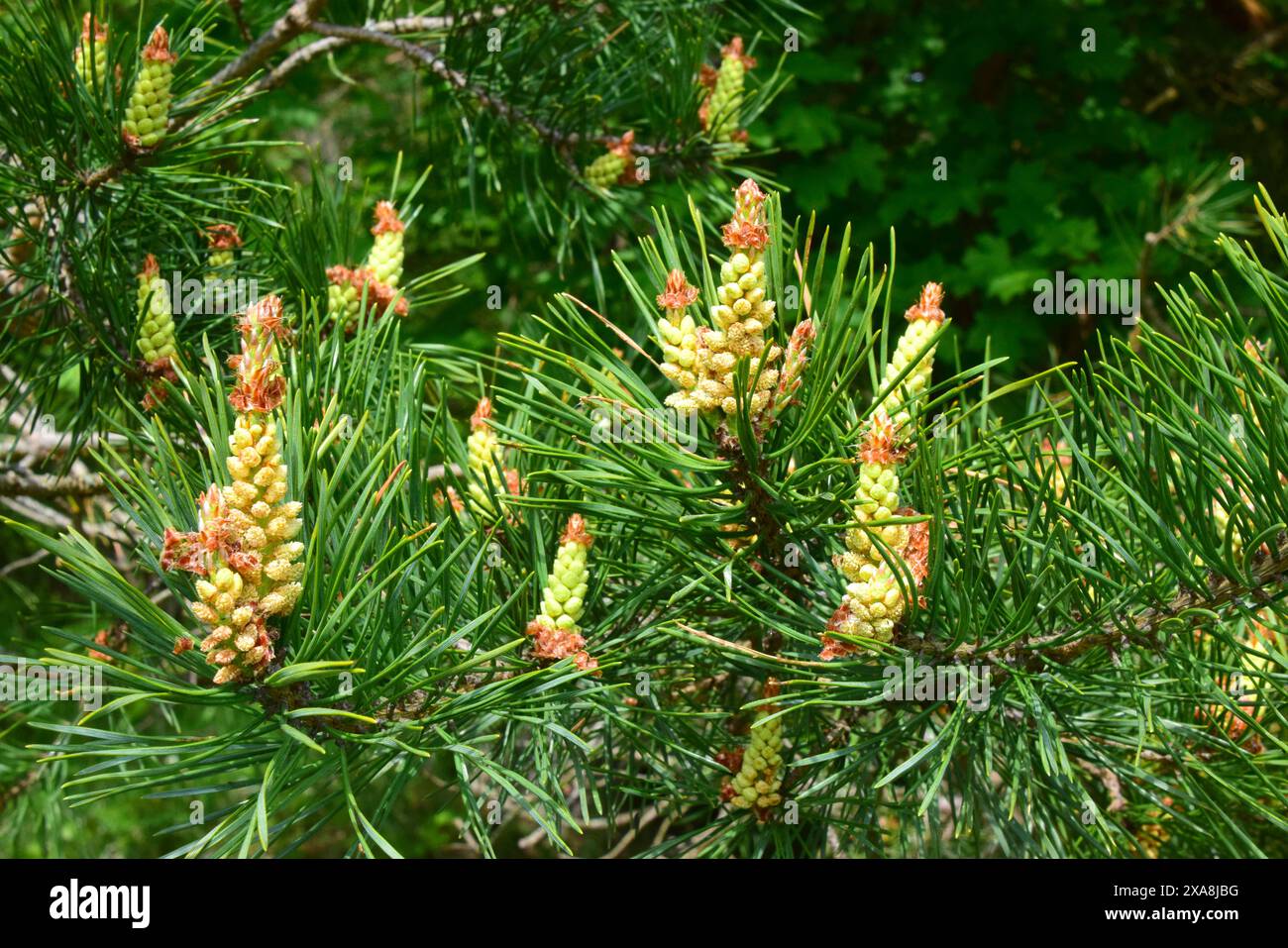 Scots Pine (Pinus sylvestris). Twigs with male flowers- Germany Stock ...