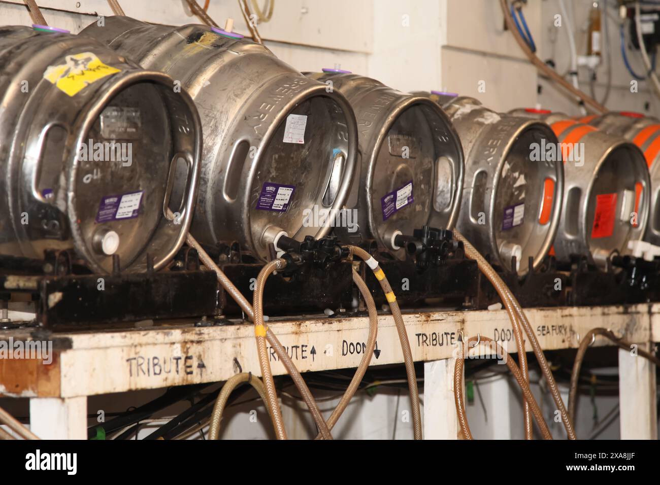 Beer barrels, Tribute, Doom Bar, connected to pumps, back of pub, 2024 ...